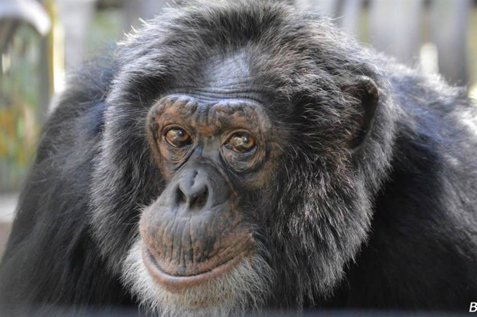 The world’s richest animals | lovemoney.com