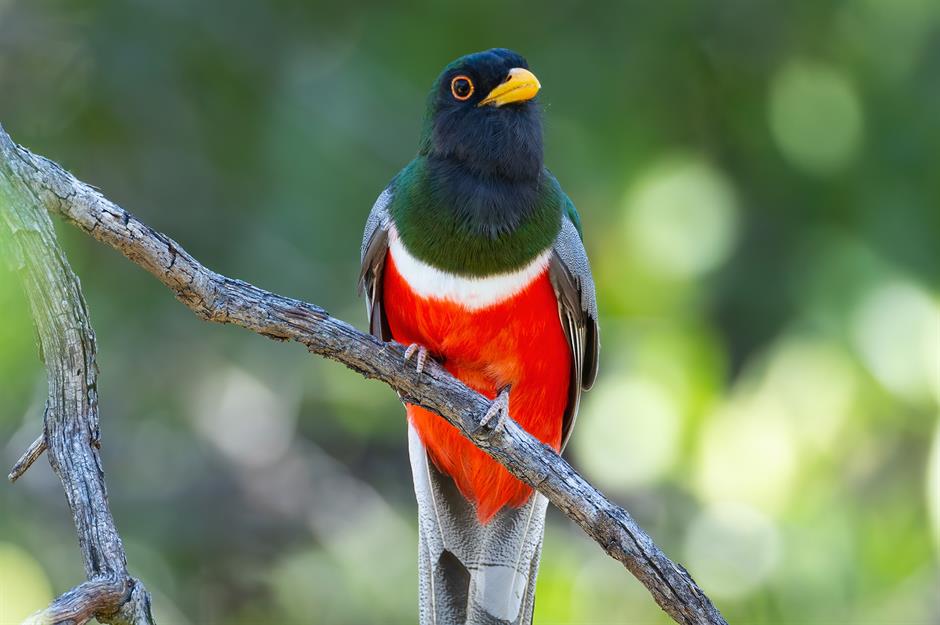 Conoce las 31 aves más bellas del mundo: Estas impresionantes fotos te ...