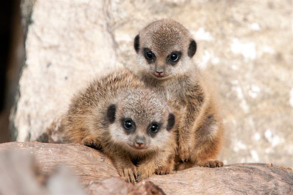 Cutest Baby Animal Photos