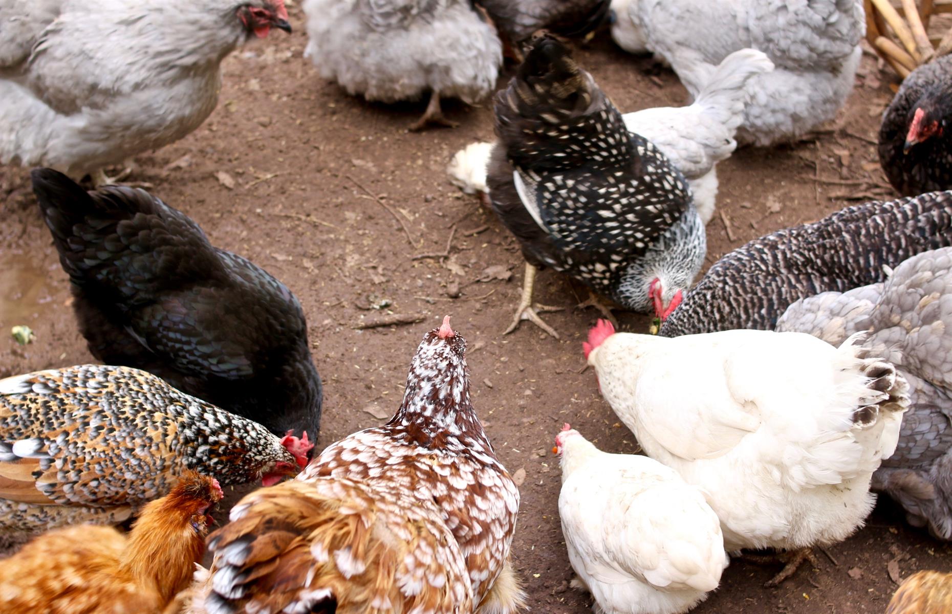 The world’s richest animals | lovemoney.com