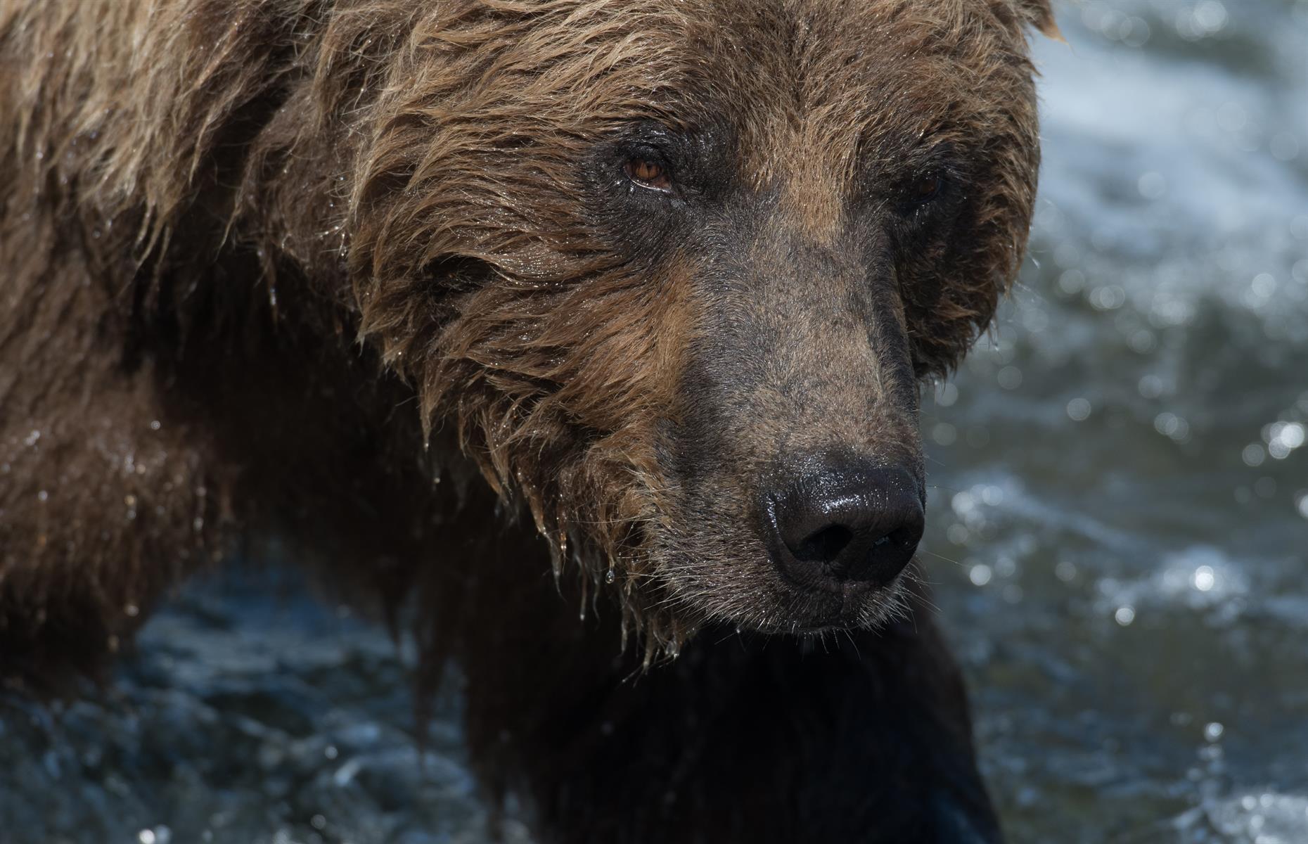 The world’s richest animals | lovemoney.com