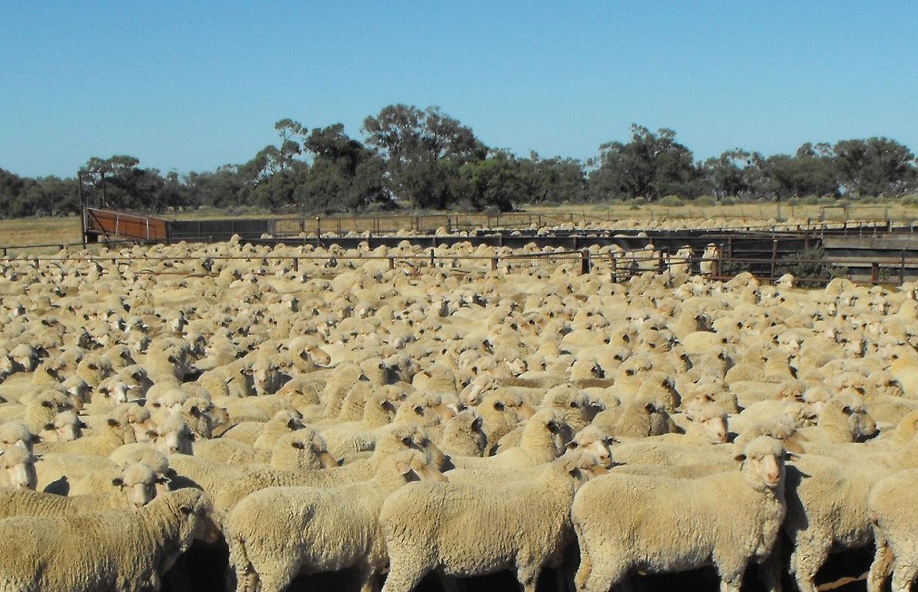 Revealed: Australia's biggest private landowners | lovemoney.com