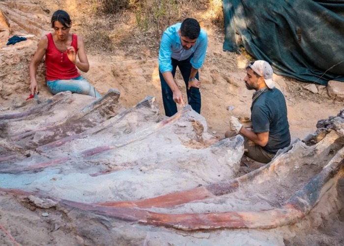 The best fossil finds from recent years | loveexploring.com