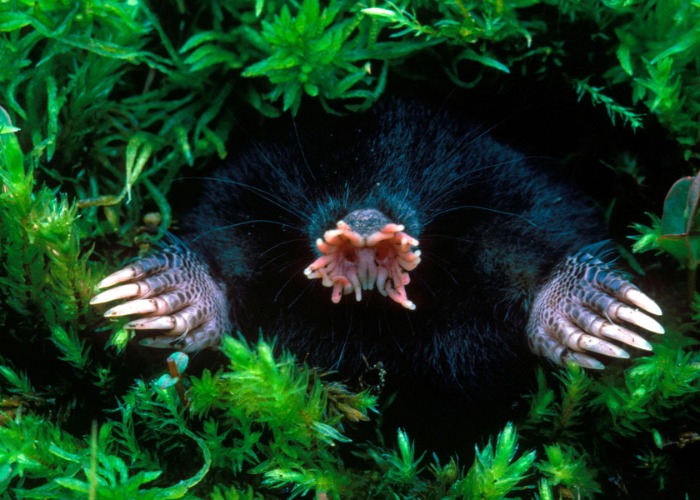 Los animales más feos pero extrañamente tiernos del mundo ...