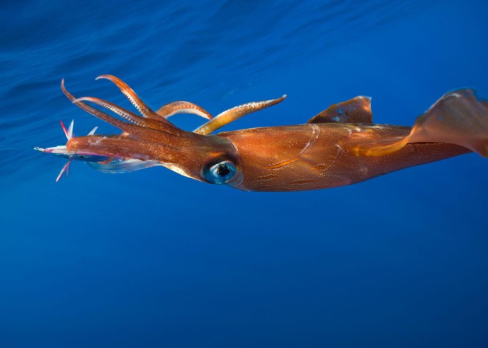 Incredible facts you didn't know about the ocean's mysterious twilight ...