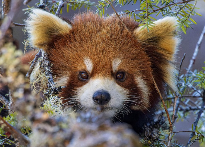 Los Animales Más Bellos De La Tierra