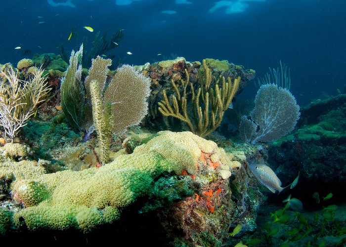 Incredible things you didn’t know about America’s oceans ...