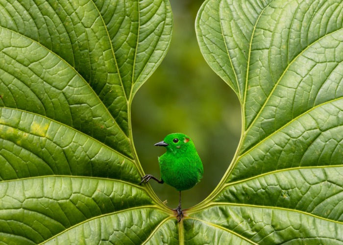 Las aves más deslumbrantes del mundo: los premios al Fotógrafo de Aves ...