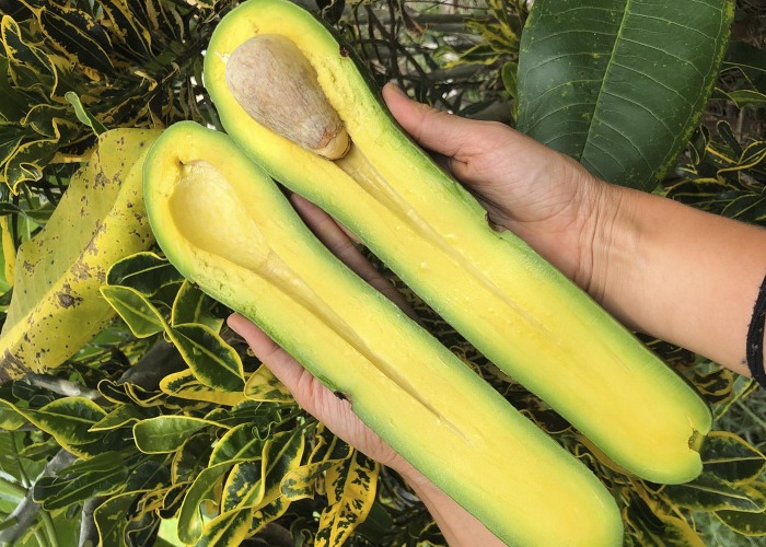 From giant avocados to ketchup caviar: 2019’s most controversial foods ...