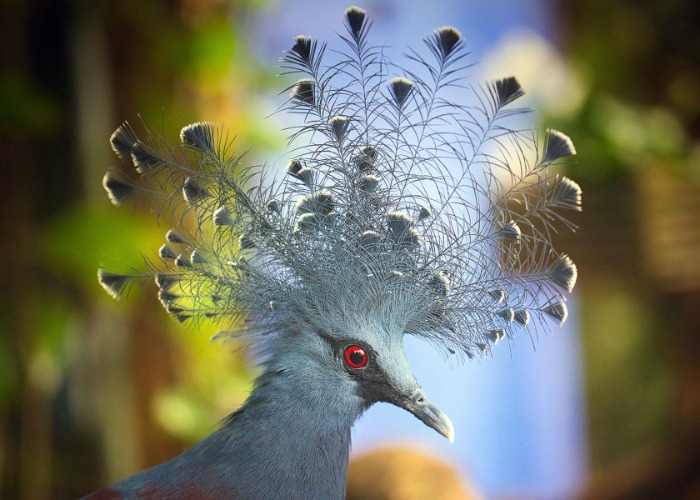 The world’s most beautiful birds, ranked | loveexploring.com