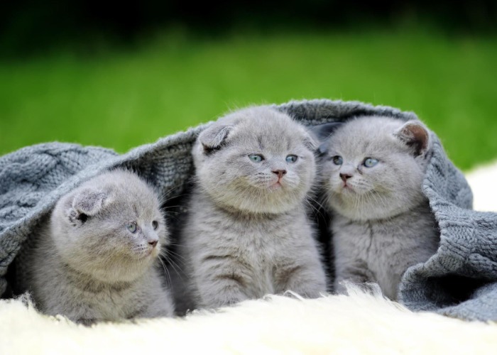 The world’s most adorable baby animals, ranked | loveexploring.com