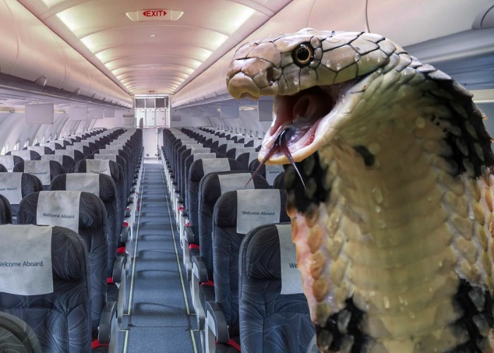 Fun facts and odd occurrences from the weird world of flying ...