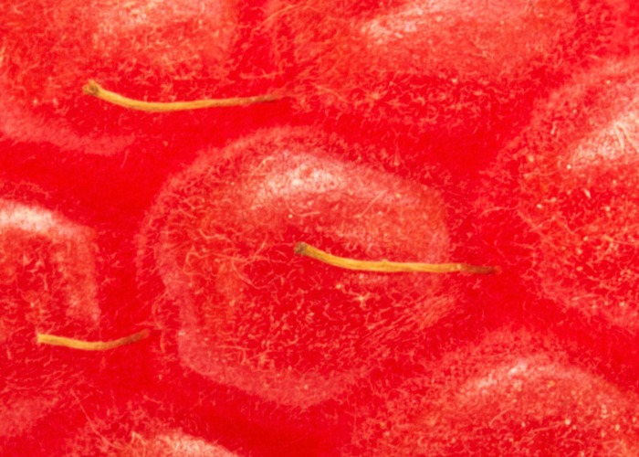 Can you guess these foods from their extreme close-ups? | lovefood.com