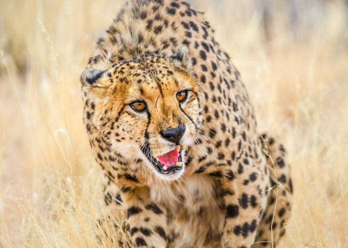 These animals look extremely dangerous. They're actually completely ...