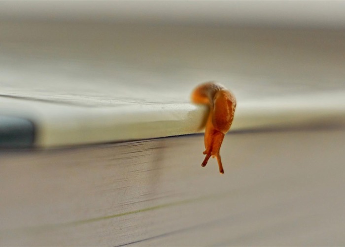 How to keep out spiders, insects and common household pests ...