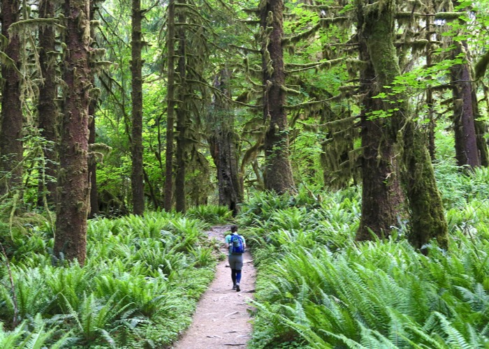 America’s most beautiful forest walks to enjoy this autumn ...