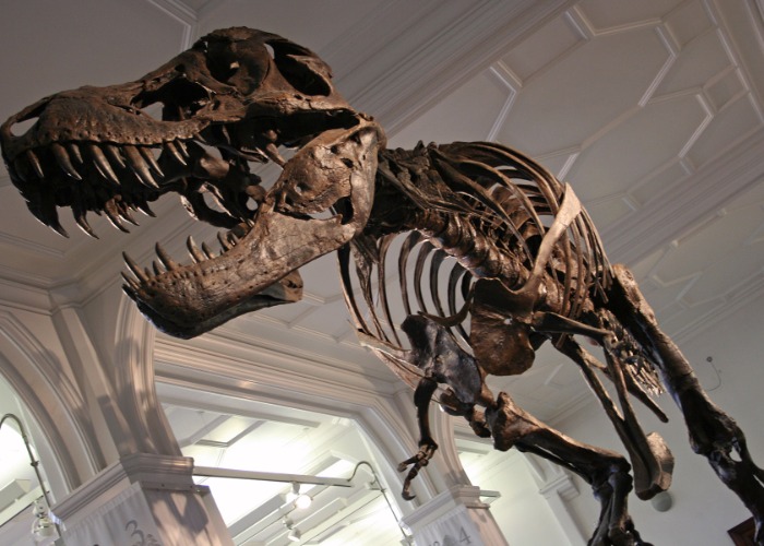 13 incredible dinosaur finds that sold for a fortune | lovemoney.com