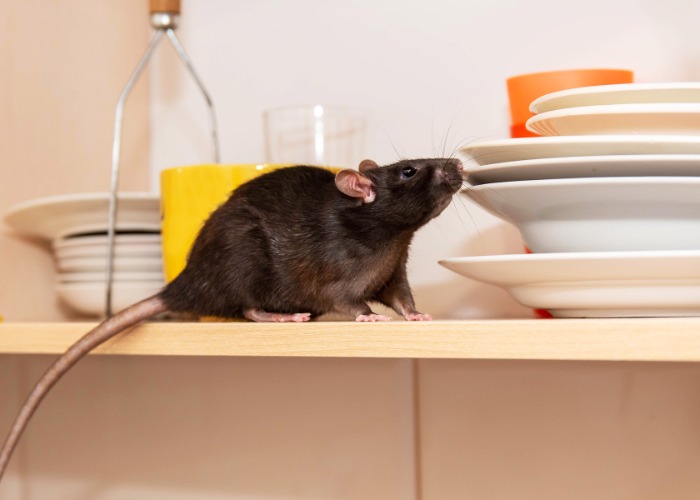 How to keep out spiders, insects and common household pests | lovemoney.com