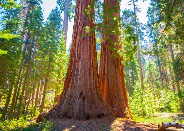 Ranked: America’s most beautiful national forests | loveexploring.com