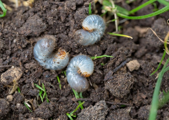 18 common garden pests and how to treat them | lovemoney.com