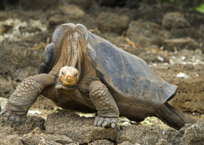 Extinct animals that once roamed our planet | loveexploring.com