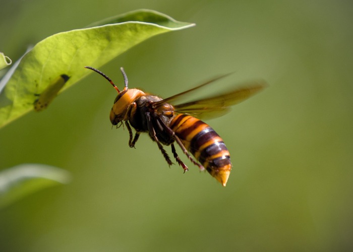 15 common summer pests and how to get rid of them | loveproperty.com