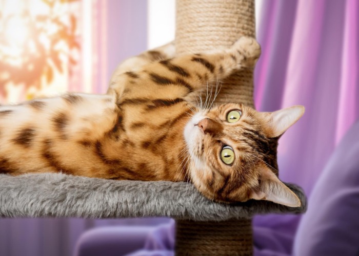 The 10 most expensive cat breeds in 2025: unveiling their luxury price ...