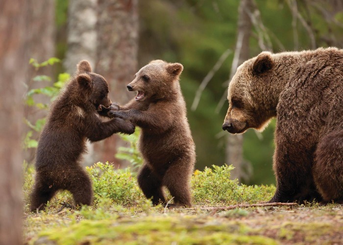 Beautiful bears photos as you've never seen them before | lovemoney.com