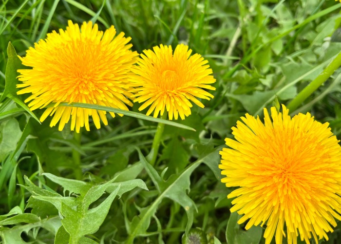 Ranked: the best and worst vegetables according to nutritionists ...