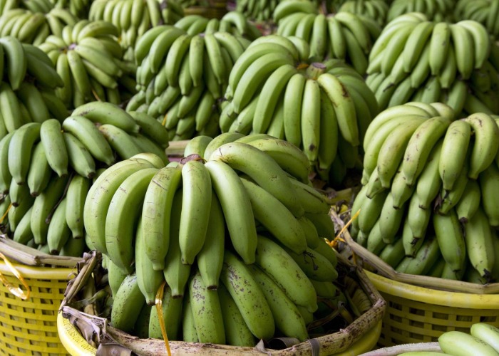 Inside the multi-billion-dollar banana industry and why it's under ...