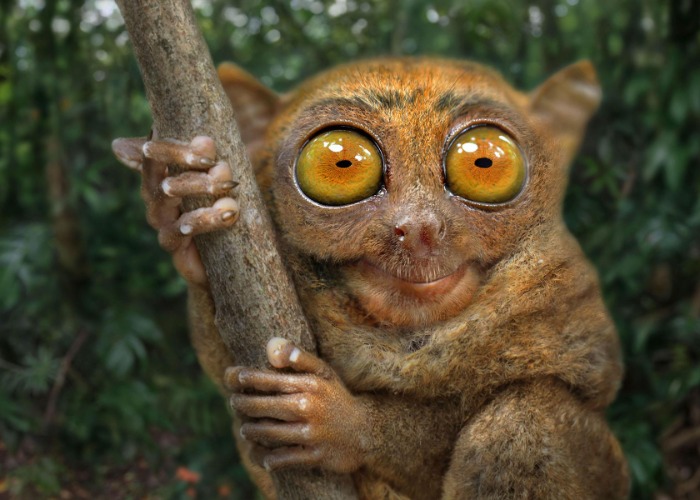 30 of the world's strangest creatures you won't believe exist ...