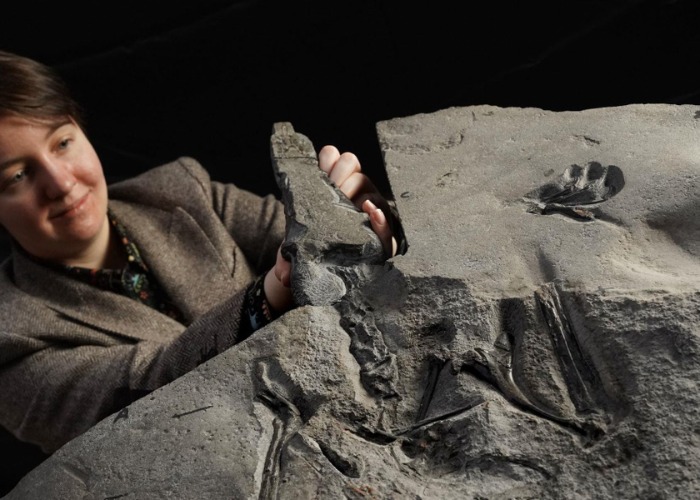 The best fossil finds from recent years | loveexploring.com