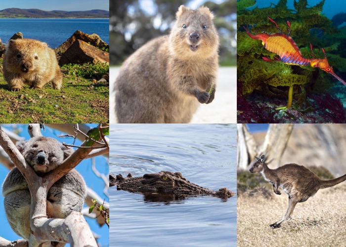 From sea dragons to cute koalas: Australia's best wildlife experiences ...