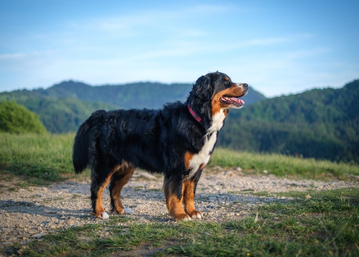 The world's most expensive dog breeds | lovemoney.com