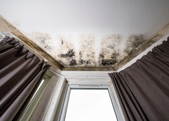12 types of mould in the home and how to get rid of them | loveproperty.com