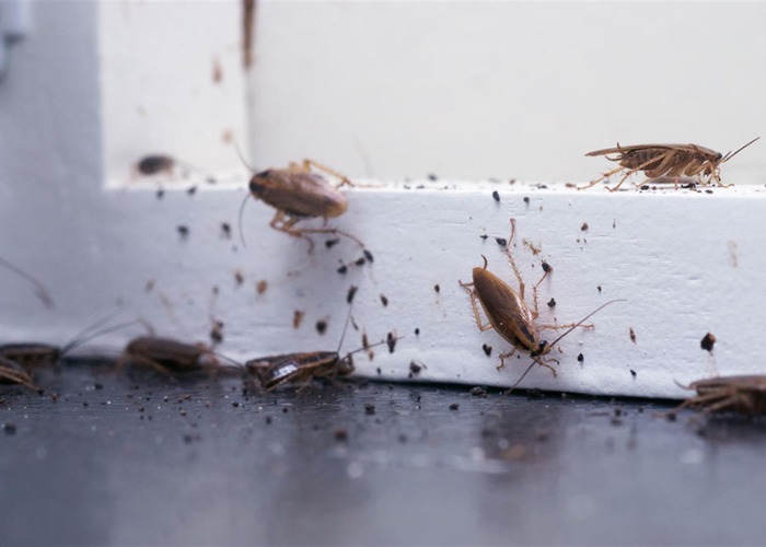 How to get rid of common household pests | loveproperty.com