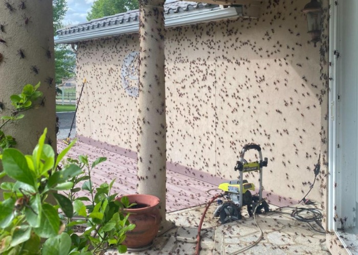 How to get rid of common household pests | loveproperty.com