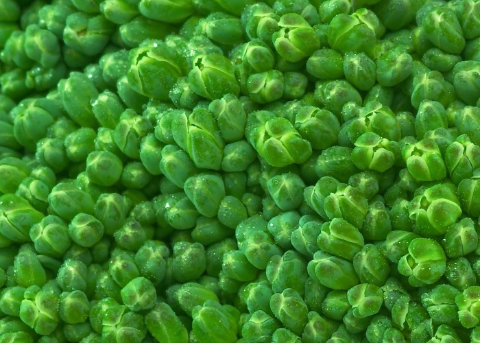 We've zoomed in on these favorite foods – can you guess them ...